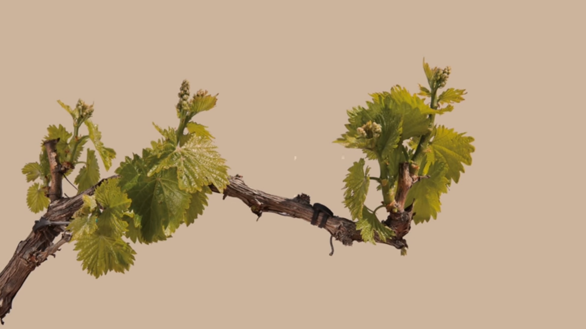 THE VINE’S GROWTH CYCLE II – BUD BREAK AND FLOWER CLUSTER INITIATION ...